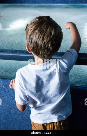 Young man pointing fish in a tank Stock Photo - Alamy