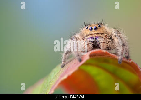 Regal Jumping Spider (Phidippus regius) adult pair, in courtship ...