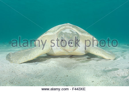 Australian flatback sea turtle (Natator depressus), endemic, female ...