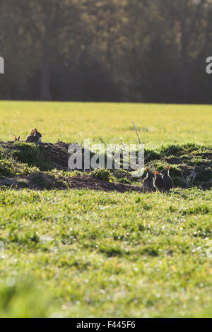 Warren with wild rabbits (Oryctolagus Cuniculus) inside and outside ...