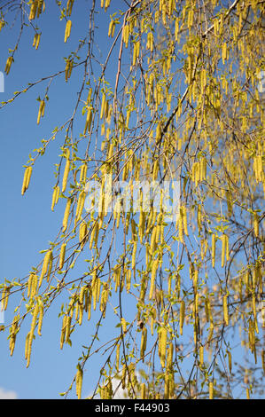 Park with silver birch trees Stock Photo - Alamy