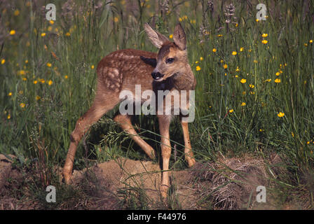deer, roe; fawn, kid Stock Photo - Alamy