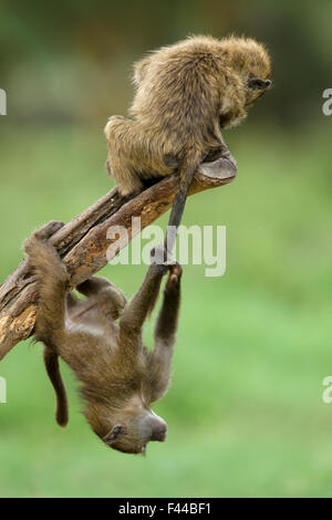 Two juvenile Hamadryas baboons playing and hiding Stock Photo - Alamy