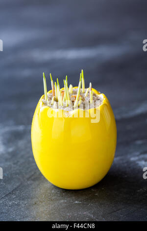 wheat germ, sprout Stock Photo - Alamy