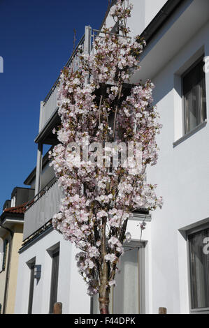 Prunus serrulata Amanogawa, Fastigiate Flowering Cherry Stock Photo - Alamy