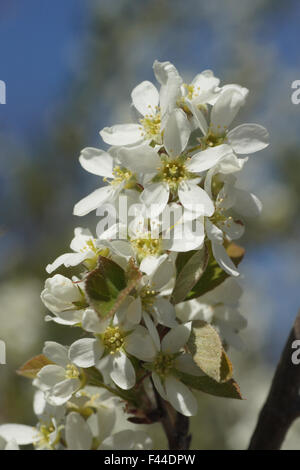 Buds of Snowy mespilus (Amelanchier lamarckii Stock Photo - Alamy