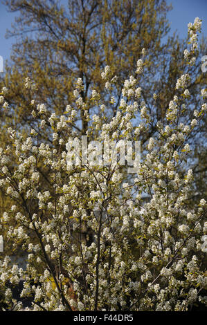 Buds of Snowy mespilus (Amelanchier lamarckii Stock Photo - Alamy