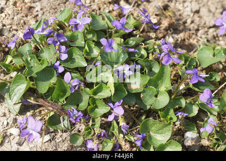 marsh blue violet (Viola cucullata), Plantae, Inverness, CA-NS, CA ...