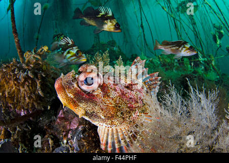 Red Irish Lord Hemilepidotus hemilepidotus Stock Photo - Alamy