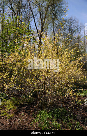 Veitch's winter hazel (Corylopsis veitchiana) is one of the most ...