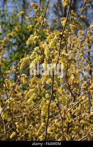 Veitch's winter hazel (Corylopsis veitchiana) is one of the most ...
