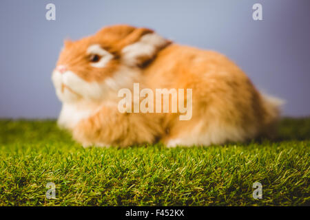 Ginger bunny rabbit Stock Photo - Alamy