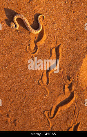 The Sidewinder Adder (Bitis peringueyi) is a venomous viper species ...