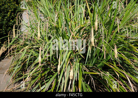 sedge, drooping sedge, hanging sedge, pendulous sedge, weeping sedge ...