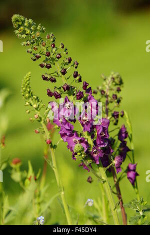 purple mullein, ornamental mullein (Verbascum phoeniceum), in rich ...