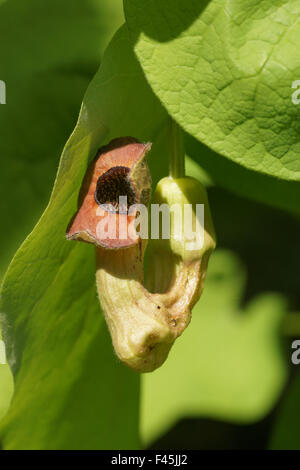Flowers Aristolochia manshuriensis or Manchurian Pipevine Manchuria ...