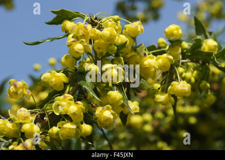 Warty barberry / Berberis verruculosa Stock Photo - Alamy
