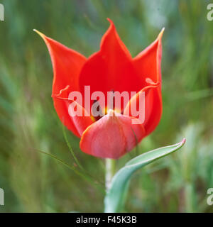 Beautiful red wild tulip Stock Photo - Alamy