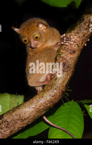 Western Tarsier (Tarsius bancanus) in the rainforest, Borneo Stock ...