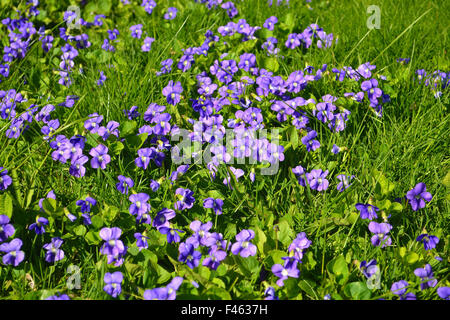 Blue violets (Viola) in a field Stock Photo - Alamy