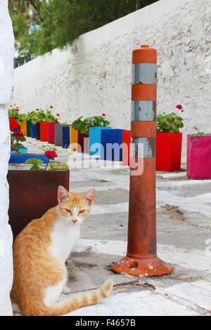 Small stray cat resting on red rocks, mountainous landscape background ...