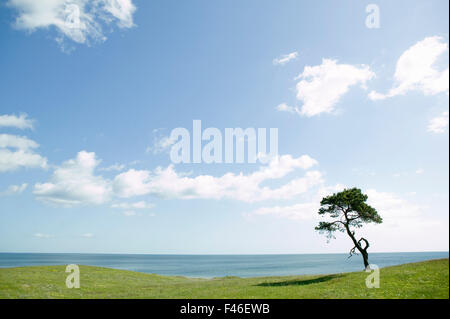 A pine tree by the ocean, Havang, Skane, Sweden Stock Photo - Alamy