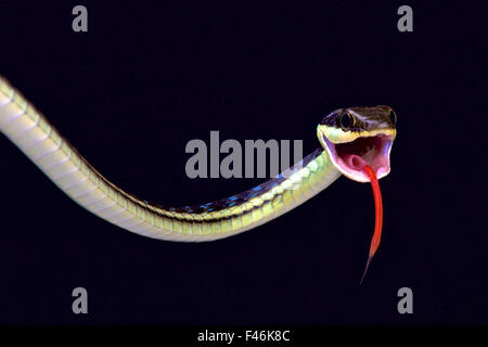 Painted Bronzeback Tree Snake (Dendrelaphis pictus Stock Photo - Alamy