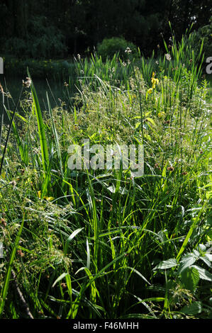 Wald-Simse, Waldsimse, Simse, Scirpus sylvaticus, Wood Club Rush ...