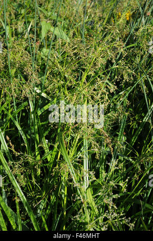 Wald-Simse, Waldsimse, Simse, Scirpus sylvaticus, Wood Club Rush ...