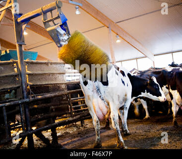 A cow being washed in a barn, Sweden Stock Photo - Alamy