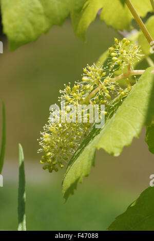Vitis labrusca, fox grape, blossoms Stock Photo - Alamy