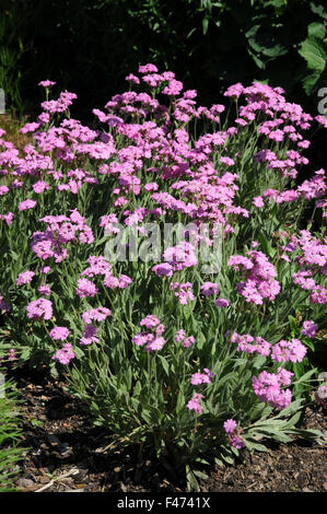 Flower of Jove (Lychnis flos-jovis) flowering, growing in mountain hay ...