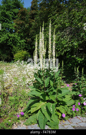 Verbascum chaixii alba,mullein,white flowers,flower,mulleins,perennial ...