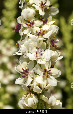 Verbascum chaixii alba,mullein,white flowers,flower,mulleins,perennial ...