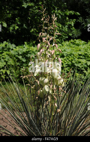 Soapweed yucca / beargrass (Yucca glauca / Yucca angustifolia) in the ...