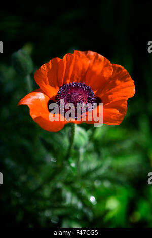 Summer Image of Blossoming Poppy Flower Stock Photo - Alamy