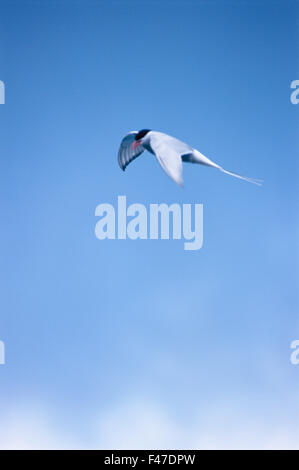 Image of swallow bird flying on gray background Stock Photo - Alamy