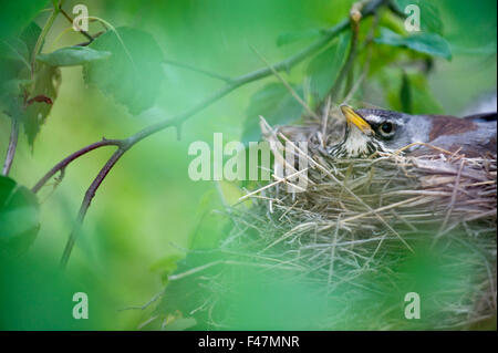 A fieldfare in its nest, Stockholm archipelago, Sweden Stock Photo - Alamy
