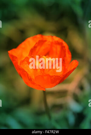 Large red poppy isolated on white background in portrait format Stock ...
