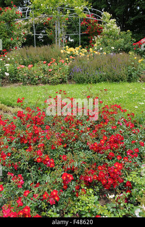 Ground cover rose Rosa Alcantara blooming a second time in red rich ...