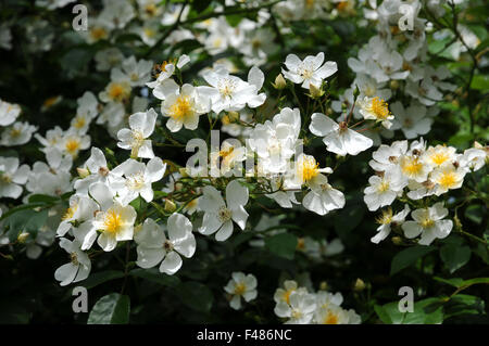 Rosa filipes "Kiftsgate" climbing rose drifting over ornamental ...