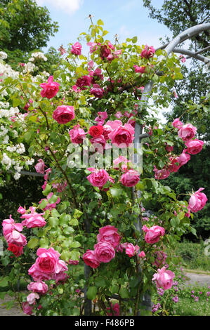 Climbing rose (Rosa Parade Stock Photo - Alamy