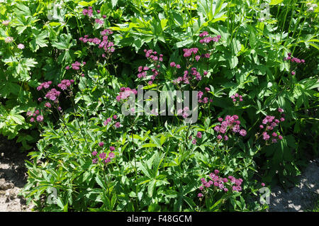 Astrantia Major Ruby Wedding or Great Masterwort, England, UK Stock ...