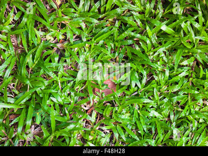 Green Grass Field Stock Photo - Alamy