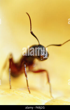ant antenna bite carpenter ants close-up color image day diligent ...