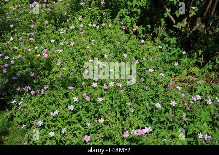 purple flower of the pyrenean cranesbill Stock Photo - Alamy