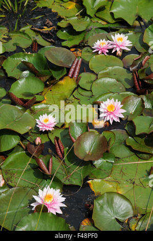 Nymphaea 'Perry's Pink' Stock Photo - Alamy
