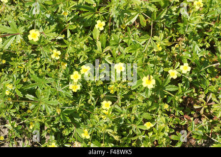 Tormentil, septfoil or erect cinquefoil, Potentilla erecta, growing in ...