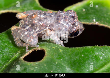 Upper Amazon Rain Frog (Pristimantis altamazonicus) in the rainforest ...