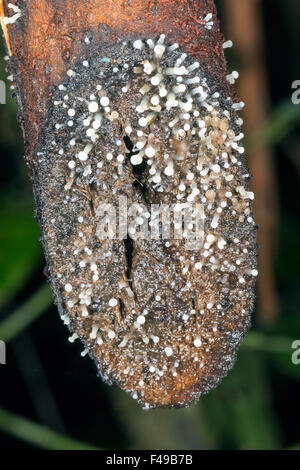 A slime mold growing on the forest floor in the Amazon rainforest, a ...
